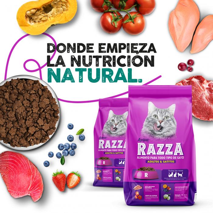 ¿Gato recién nacido? Conozca las claves para cuidarlo