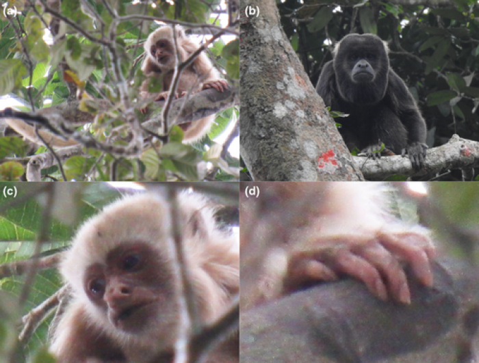 Alerta por monos con leucismo