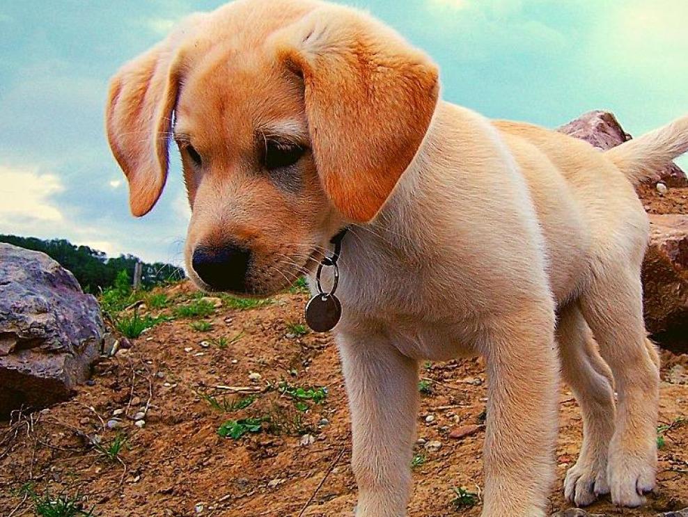 Cual Es El Perro Mas Querido