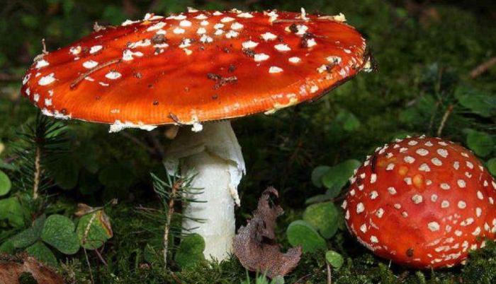 La OMS elabora su primera lista de hongos más peligrosos para la salud ...