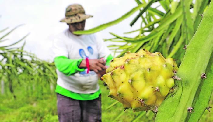 El Mundo De La Pitahaya