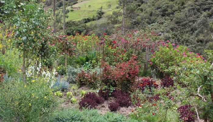 La horchata, una bebida de plantas medicinales que está en alza, en ...