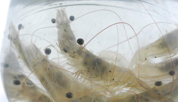 El capital llega para la genetica del camaron