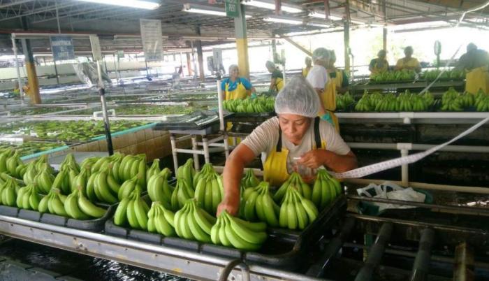 El BID se reune con bananeros de Ecuador