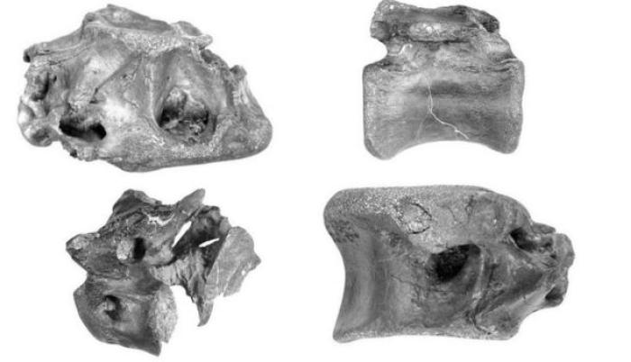 Descubren nueva especie de dinosaurio relacionada con el T-Rex
