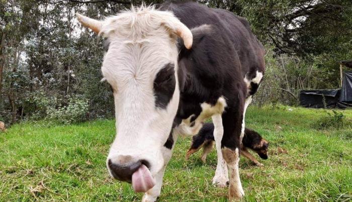 La fundación Lucky busca terreno para llevar a sus 570 animales