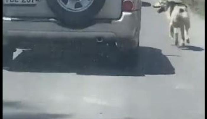 Un perrito lucha por alcanzar a su dueño, tras ser abandonado en la calle