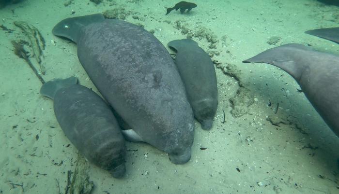 Una manatí pare mellizos en Florida, un hecho "extremadamente raro"