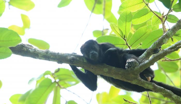Alerta por monos con leucismo