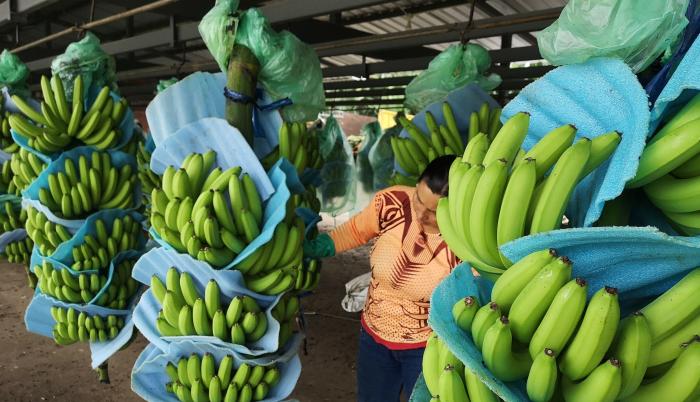 Enero da un respiro a la exportación de banano ecuatoriano