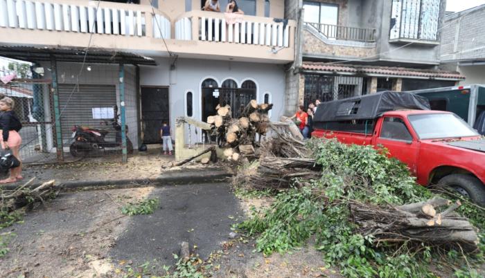 Lluvias en Guayaquil: un árbol cayó sobre dos carros y una casa