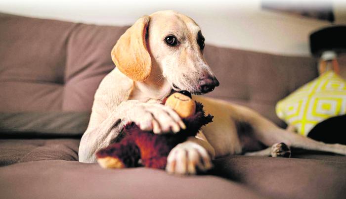 El ritual acto canino de montar objetos