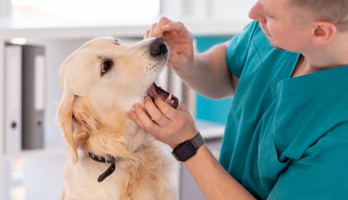 Los perros también sufren de halitosis