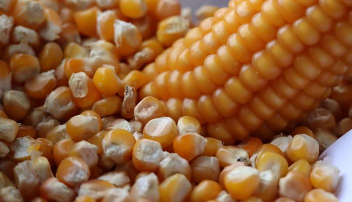 El maíz se paga por encima del precio mínimo de sustentación