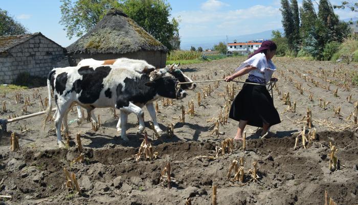 Arado, técnica milenaria que resiste al tiempo