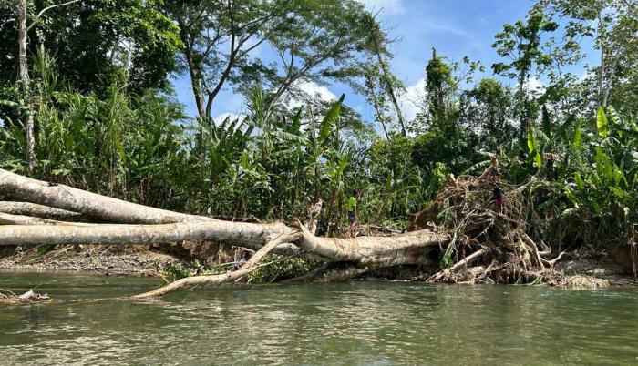 Selva del Darién: encuentran a 10 migrantes sin vida a orillas de un río