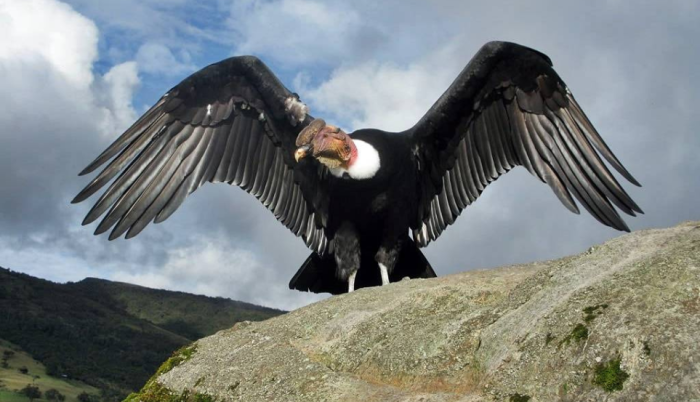 ¿Qué se celebra este 7 de julio en Ecuador?