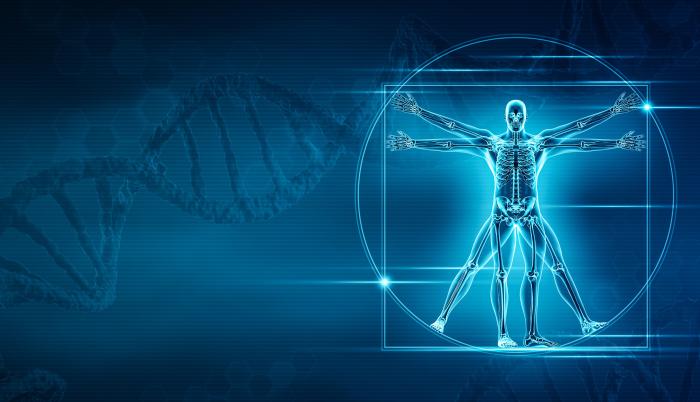 Identifican los genes que dieron forma al esqueleto para caminar erguido