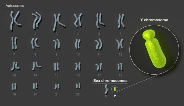 Descifrado el cromosoma Y, la última pieza del genoma humano completo