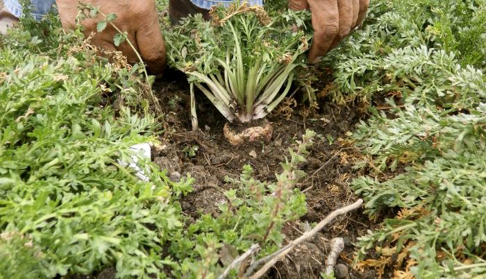 La maca fue usada por los Incas para la fertilidad y dolor de huesos