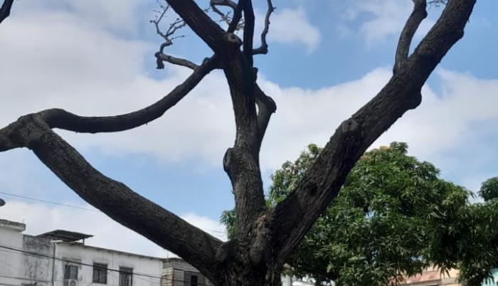 La Alborada exige que sus parques vuelvan a tener sombra y vida