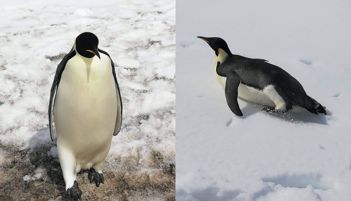 Pingüino Emperador En Peligro De Extinción Por La Reducción De Hielo