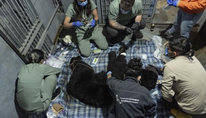 Tupak, el oso andino: Ecuador coordina su traslado a una zona segura