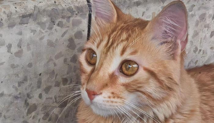 El Colorado, el gatito adoptado en EXPRESO y EXTRA, cumple su primer año