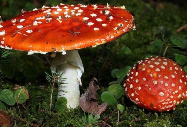 La OMS elabora su primera lista de hongos más peligrosos para la salud ...