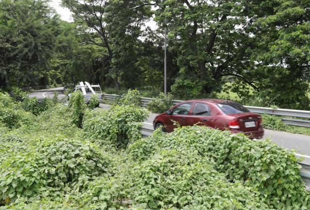 Las orejas viales, a la espera de atencion