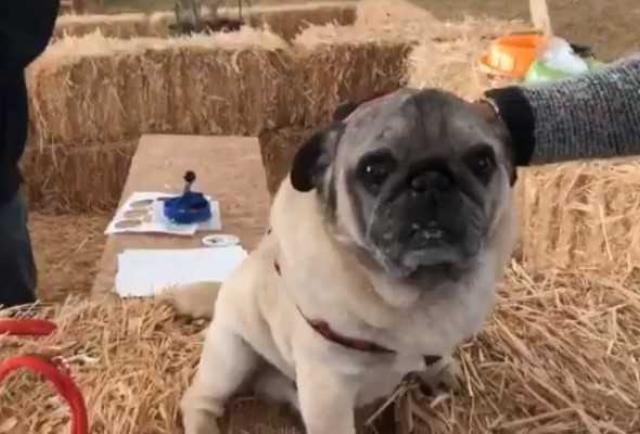 Maxi, el perro adicto a la marihuana y al alcohol