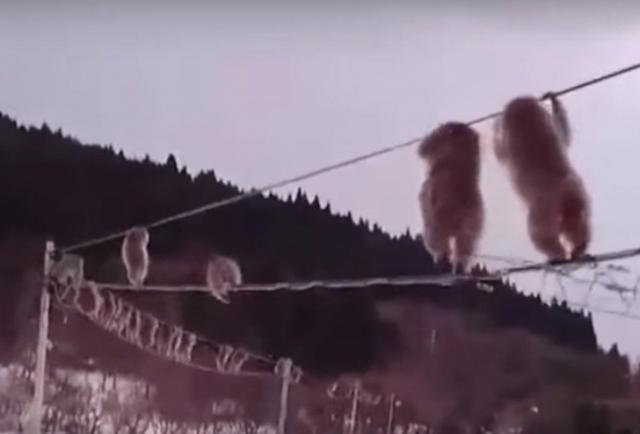 Monos japoneses se vuelven virales