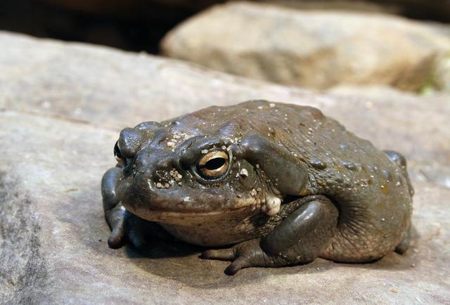 Cientificos descubren que la secrecion de una especie de sapo es mas ...