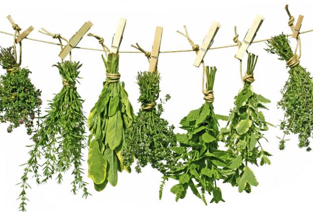 Las plantas, el poder de lo natural