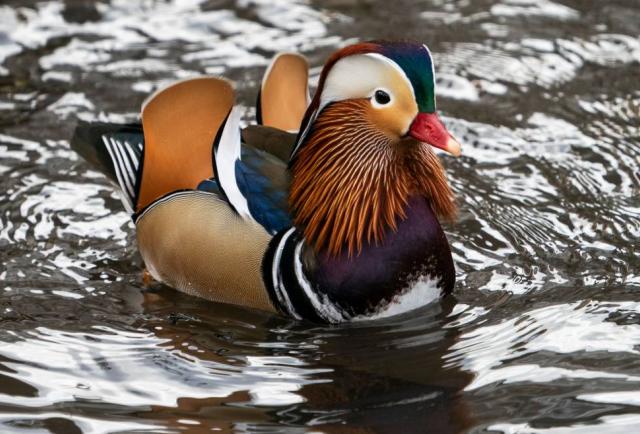 Un pato asiatico en el Central Park cautiva las redes