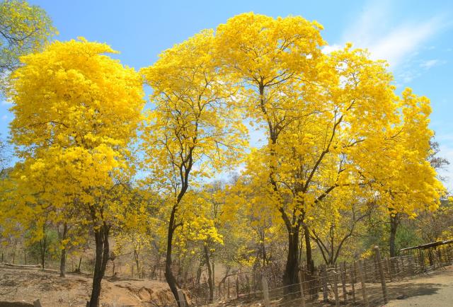 Zapotillo cambia de color