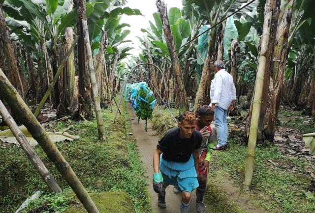 Cuatro razones por las que se debe legalizar las bananeras