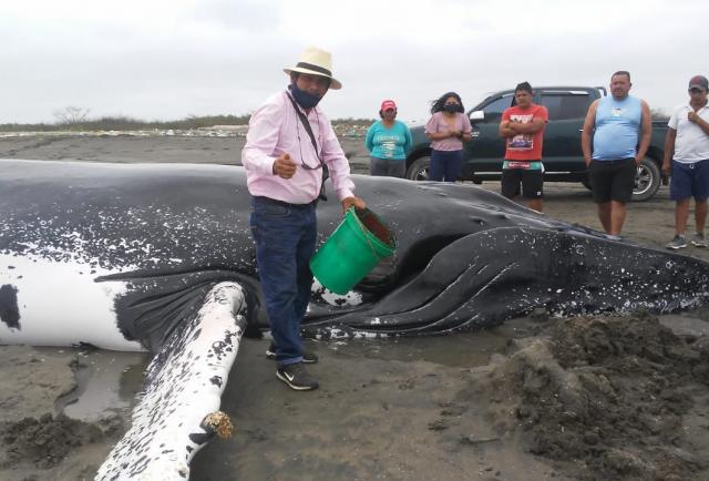 La ballena varada en Puná está viva