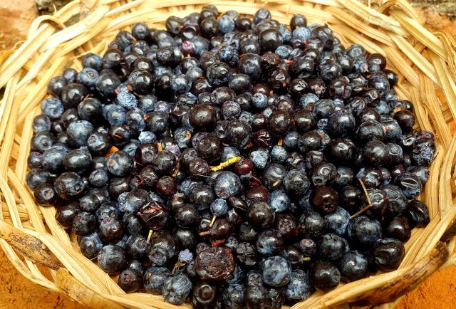 Mortiño, el 'superfruto' rico en antioxidantes