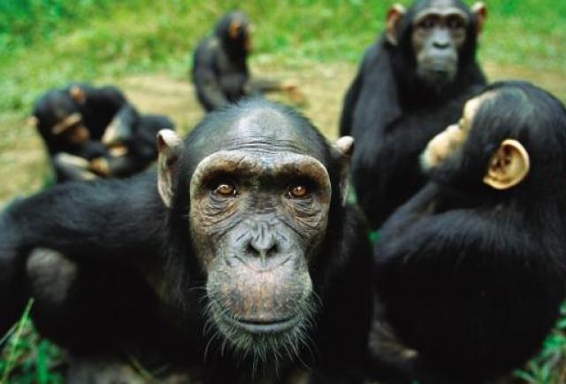 Los simios también se saludan y se despiden en sus interacciones