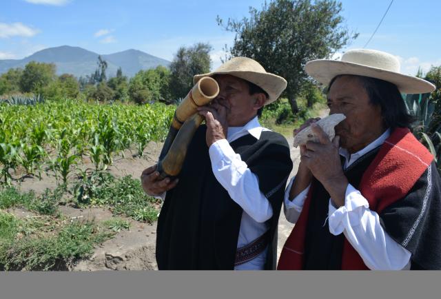 Los cachos de bovino, un multiuso indígena