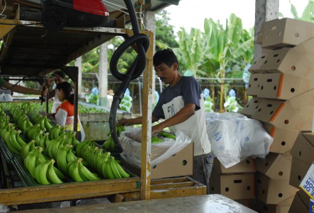 El precio mínimo de la caja del banano para 2023 es de 6,50 de dólares