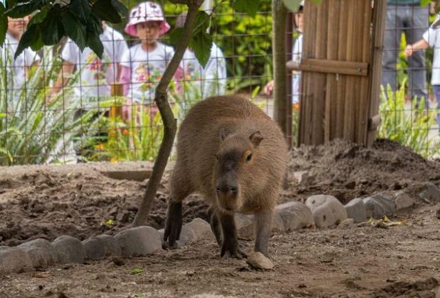 Quito: Para este verano, el zoológico de Guayllabamba trae novedades