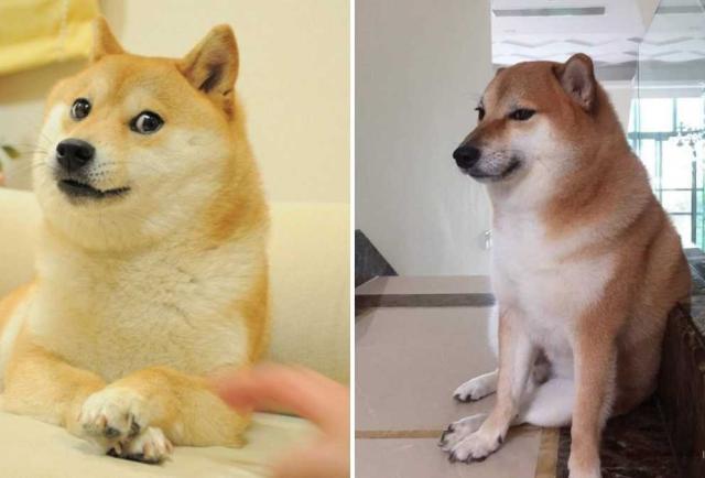 Fallece Cheems, el perrito de los memes que conquistó internet