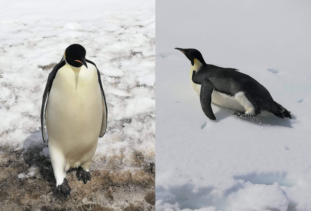 Pingüino Emperador En Peligro De Extinción Por La Reducción De Hielo