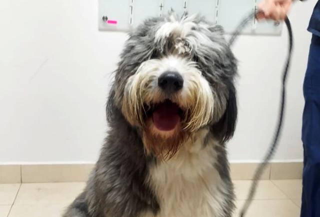 Quito: La Unidad de Bienestar Animal busca un nuevo hogar para los ...