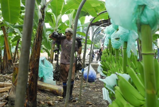 Ecuador importará variedades de plantas de banano resistente al ...