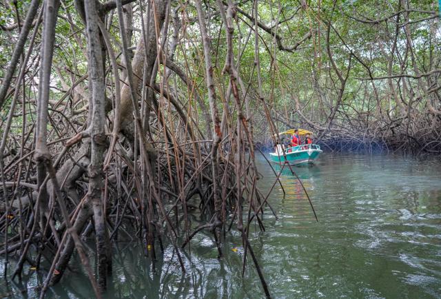 Los manglares de Esmeraldas: el latido de una conexión ancestral
