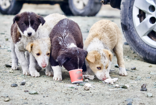 Perritón en Quito: teletón canina para ayudar a perros en situación de ...