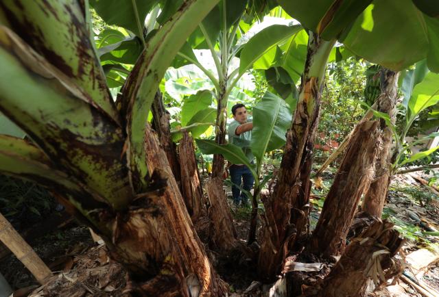 Un comité busca frenar las pérdidas que deja el Moko